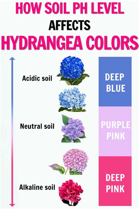 Hydrangea Colors And Soil Ph How To Make Your Blooms Blue Pink Or Even