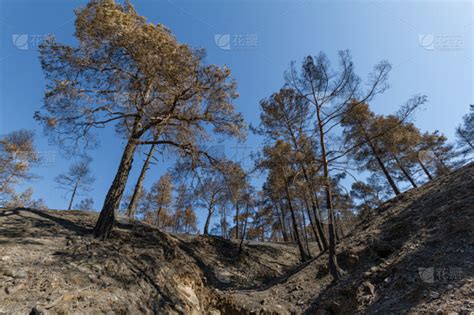 特罗多斯山区 塞浦路斯 松树 烧毁的 森林火灾 太平洋油鲽 森林开伐 公园 水平画幅 环境损害