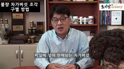 효능 떨어지는 러시아 차가버섯 조각 구별법 오기남 차가버섯 강좌 Youtube