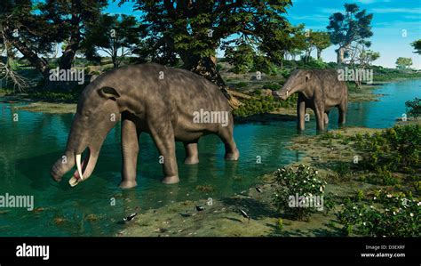 Ein Paar Platybelodon Weiden In Einem Seichten Bach Stockfotografie Alamy