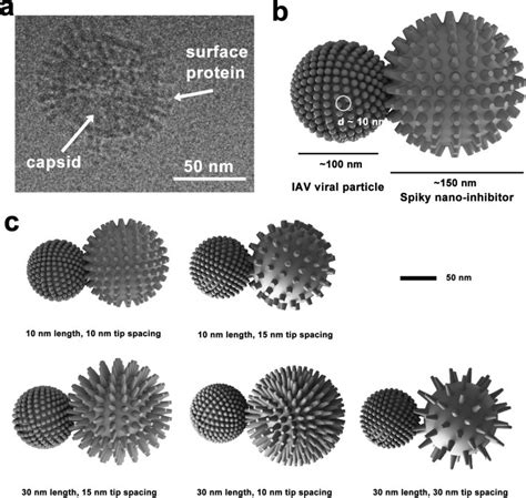 Spiky Nanostructures For Virus Inhibition And Infection Prevention Pmc
