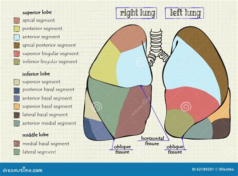 Drawing Diagram Part Of The Human Lung Stock Vector Illustration Of