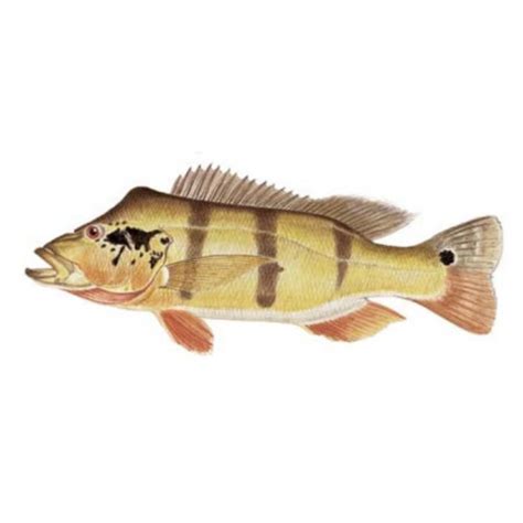Speckled Peacock Bass Speckled Pavon Painted Pavon Striped Tucunare