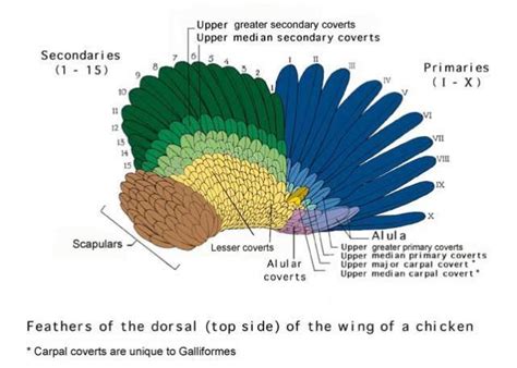 Diagramspoultry Partscharts And Lots Of Reading Updated Nov 13th