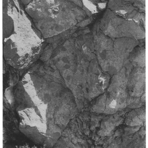 Subangular Grainstone Clast Bearing Turbidite Skeletal Grainstone