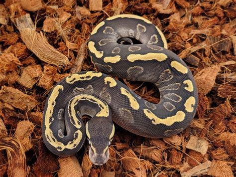 Mojave Ghi Het Dg Ball Python By Morph Jungle