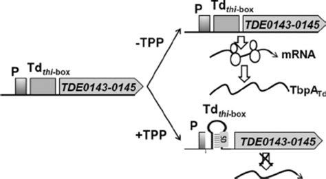 Schematic Diagram Showing The Regulatory Mechanism Of TPP Transport In Download Scientific