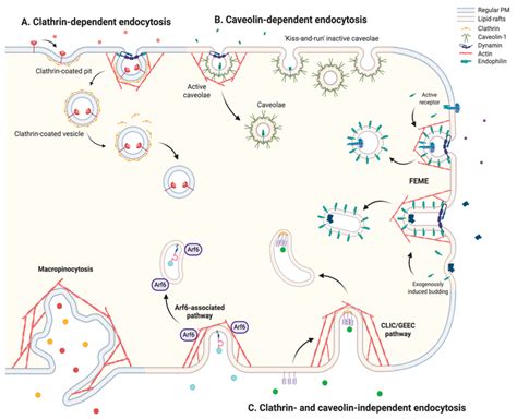 Pinocytosis Pinocytosis Capillary Endothelium Tem Stock Image