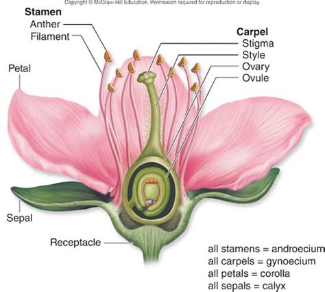Bio 2 Lab Plantae Quiz Flashcards Quizlet