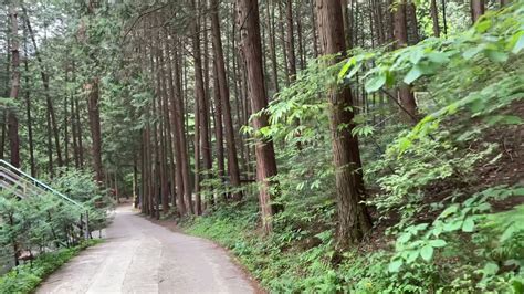 전라남도 장성군 편백힐 치유의숲 오토 캠핑장 미리보기 Youtube