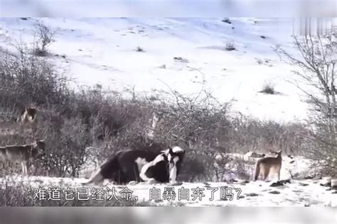 6头野狼围攻一匹马，下一幕连狼都看傻眼了