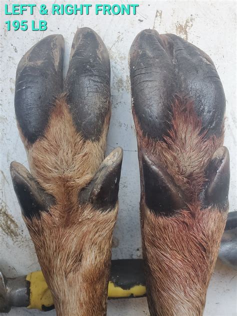 Deer Hooves Ac Valhalla
