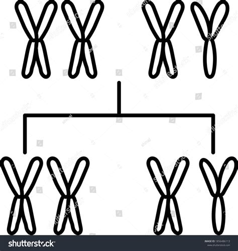 X Y Chromosome Concept Xy Sex Stock Vector Royalty Free Shutterstock