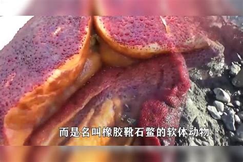 男子海边捡到一神奇的“石头”，一刀切开，里面竟然流血了！石头男子