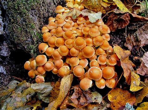 Желтые Опята Фото Съедобные
