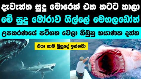 මෙගලඩොන්ලා තාමත් ඉන්නවා මෙන්න සාක්ෂි Megaladone Might Still Living Youtube