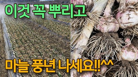 대구 현풍읍 토생수로 잘 키운 3년차 마늘 논에 다녀왔습니다 마늘 잎 두께 크기 길이 뿌리 활착이 너무 잘 됐습니다 토생수 쓰시고 풍년나세요 Youtube