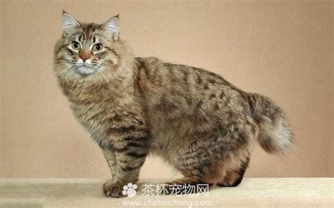 美国短尾猫图片分享 茶杯宠物网