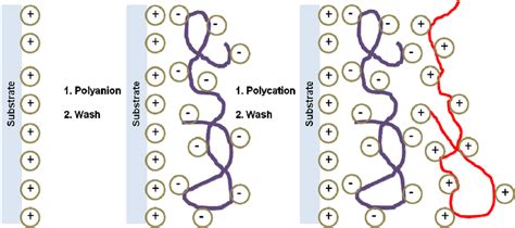 Schematic Representation Of Polyelectrolyte Self Assembling Download Scientific Diagram
