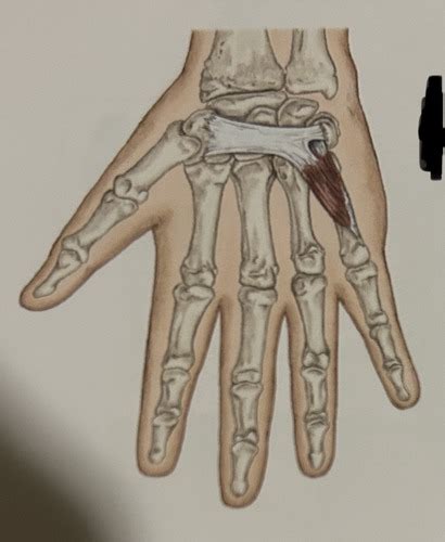 1103 Muscle Of Thumb And Hand Flashcards Quizlet