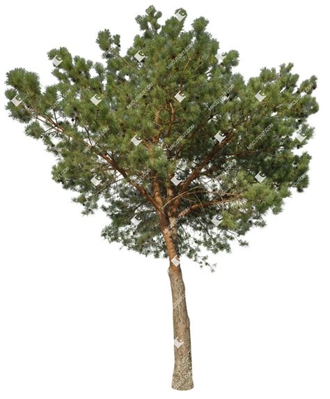 Cutout Tree Pinus Sylvestris Png Vegetation