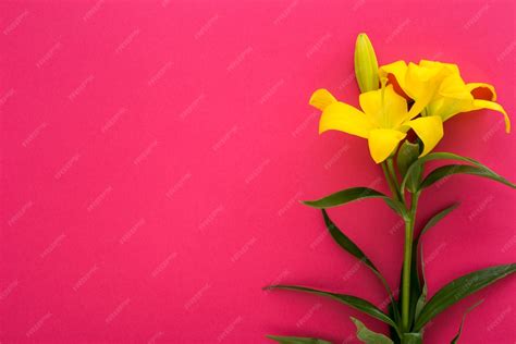 분홍색 배경에 신선한 노란 백합 꽃 무료 사진