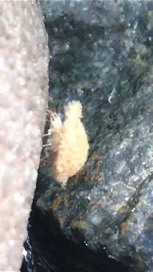 Larval Like Bug Under A Fuzzy Yellow Shell BugGuide Net