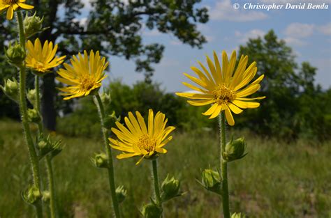 Silphium Laciniatum Illinois Botanizer