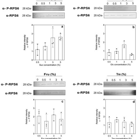 Molecular Model Of Sugar Concentration Effects On Tor Signaling We Download Scientific Diagram
