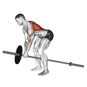 Barbell Bent Over Row Vs Lever Bent Over Row Which Is Bette Fitness Volt
