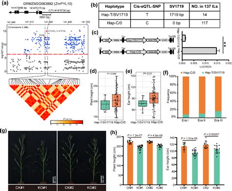 Plant Journal 王海洋团队联合解析中国玉米育种过程中重要农艺性状及基因表达变化的遗传规律 知乎