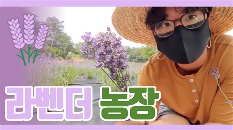라벤더 농장 Youtube