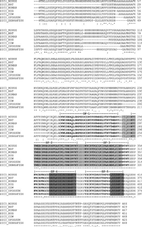 interspecies comparison of zic3 protein sequences zinc finger domains