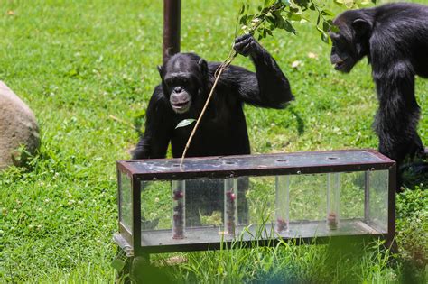 黑猩猩行为展示