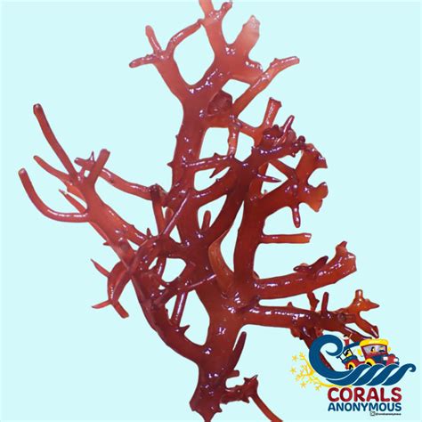 Red Bamboo Tree Macroalgae Corals Anonymous