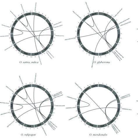 Collinearity Analysis Of Agcs In Oryza Species Download Scientific Diagram