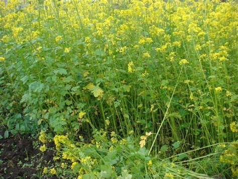 Инфа Ld Сидераты осенью сеем правильно Сидераты можно сеять как весной так и осенью Осенью