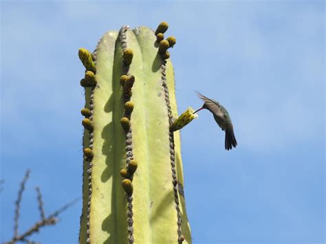 Climbing Cactus Images Free Download On Freepik