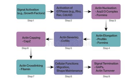 Actin Filament Dynamics Flowchart Detailed Vector Illustration On White Background For