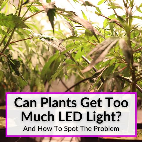 Can Plants Get Too Much Led Light And How To Spot The Problem