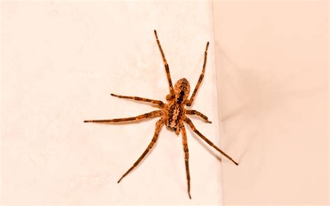 Giant House Spiders Oregon