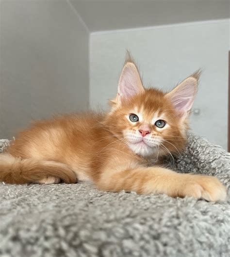 Рыжий рыжий ласковый ласковый очень ручной парень Просится на руки засыпает на руках И