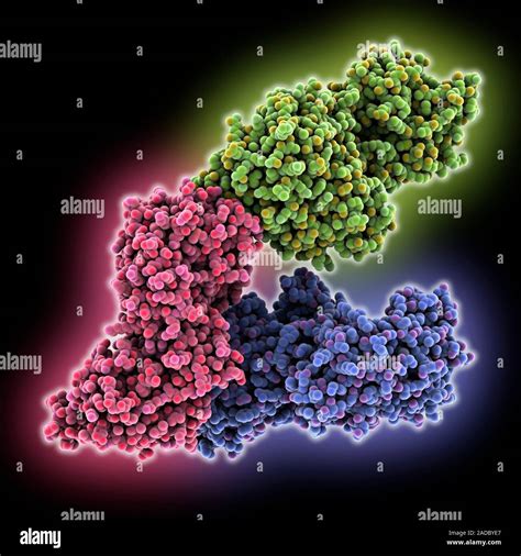 Lassa Virus Nucleoprotein Molecule Computer Model Showing The Structure Of Lassa Virus