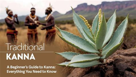 A Beginners Guide To Kanna Everything You Need To Know