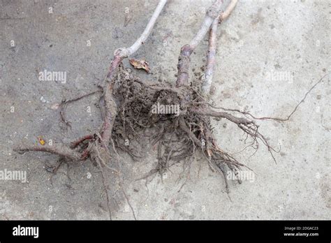 Fruit Tree Root Growth At Marvin Goff Blog