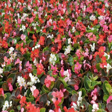 Begonia Mixed