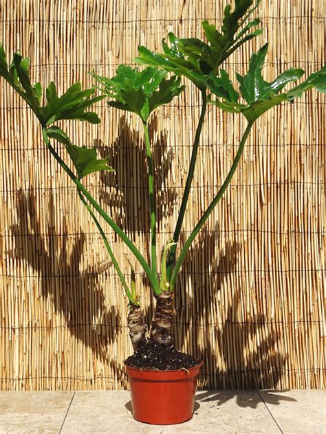 Xl Philodendron Selloum Plant In 6” Pot Kens Philodendrons