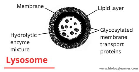 Lysosomes Structure
