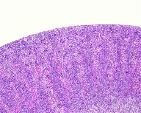 Medullary Rays In Renal Cortex 5 By Jose Calvoscience Photo Library