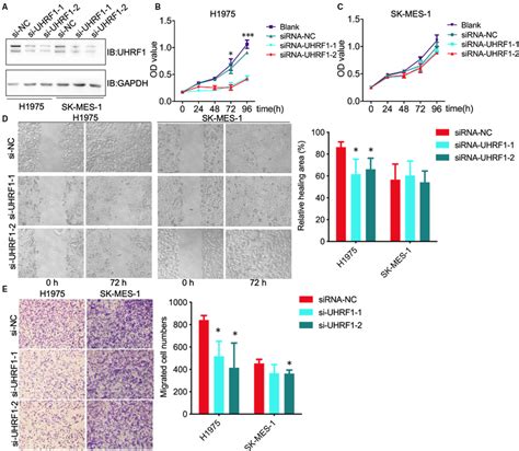 Knockdown Of Uhrf1 Attenuates H1975 Cells Proliferation And Migration